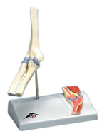 Joint Muscle and Skeletal Models at OsteoLab Supplies UK - human ...